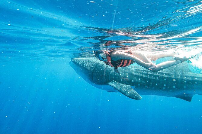 Whale Shark Adventure in Isla Mujeres and Cancun - FAQs