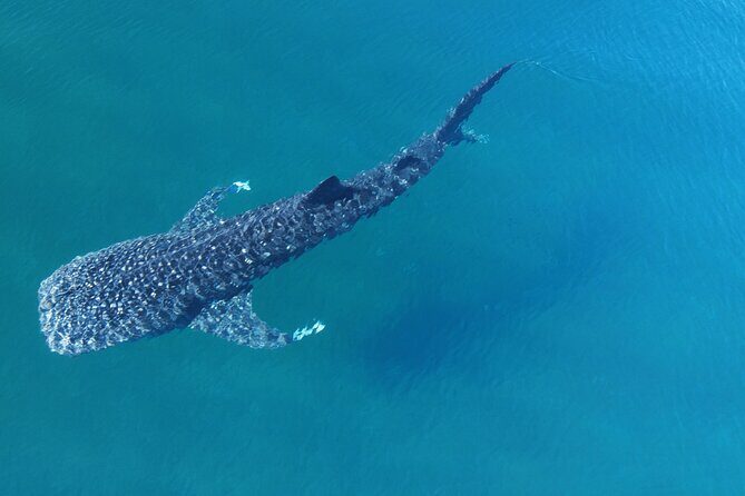 Whale Shark Adventure with a Marine Biologist - A Closer Look at the Experience