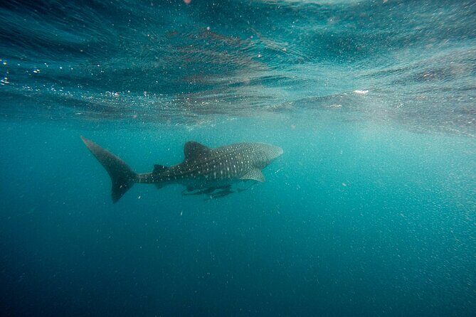 Whale Shark Adventure with a Marine Biologist - Final Thoughts