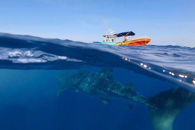 Whale Shark and Snorkeling Adventure from Isla Holbox - What’s Included and What’s Not