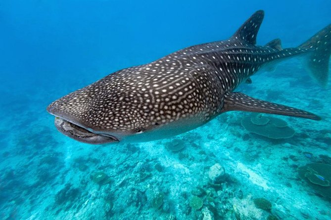 Whale Shark Encounter and Sumilon Sandbar with Kawasan Falls - The Verdict: Who Should Book This Tour?