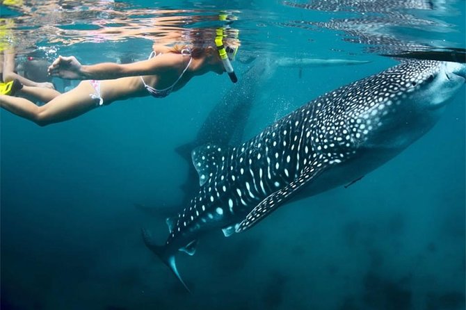 Whale Shark Encounter and Sumilon Sandbar with Kawasan Falls - FAQ