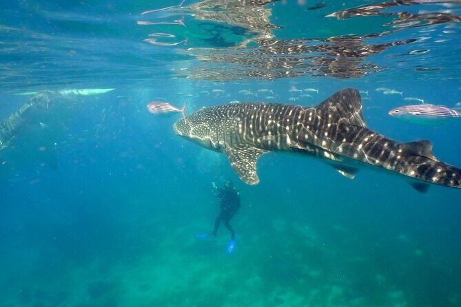 Whale Shark Encounter Experience in Cancun (Snack Lunch included) - An In-Depth Look at the Tour