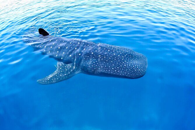 Whale Shark Encounter Experience in Cancun (Snack Lunch included) - Practical Considerations