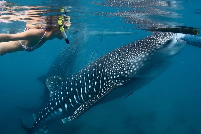 Whale Shark Encounter Experience in Cancun (Snack Lunch included) - Who Should Consider This Tour?