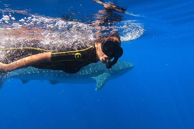 Whale Shark Encounter Full-Day all inclusive Tour from Riviera Maya - What the Tour Includes and What to Keep in Mind