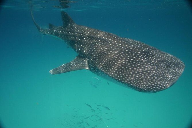 Whale Shark Encounter Full-Day all inclusive Tour from Riviera Maya - Who This Tour Is Best For