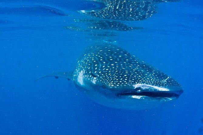 Whale Shark Experience from Playa del Carmen - What to Expect on the Tour