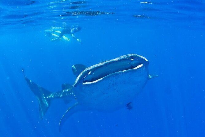 Whale Shark Experience from Playa del Carmen - Analyzing the Value