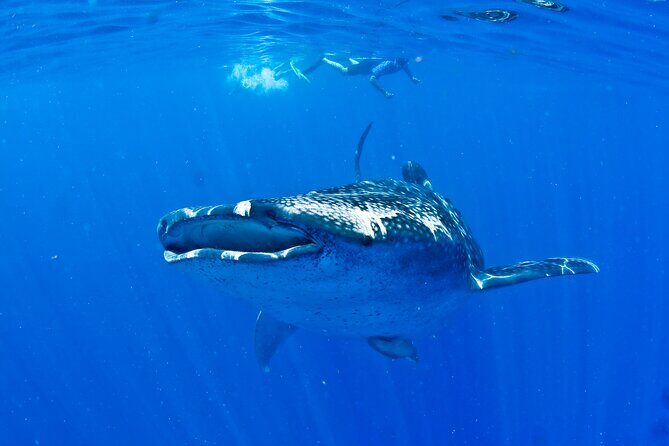 Whale Shark Experience from Playa del Carmen - Practical Tips for Participants