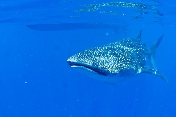 Whale Shark Experience from Playa del Carmen - FAQ