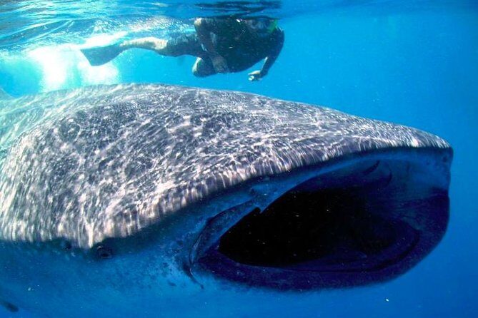 Whale Shark Experience Lifetime Memory in Cancun (snack included) - An In-Depth Look at the Tour Itself