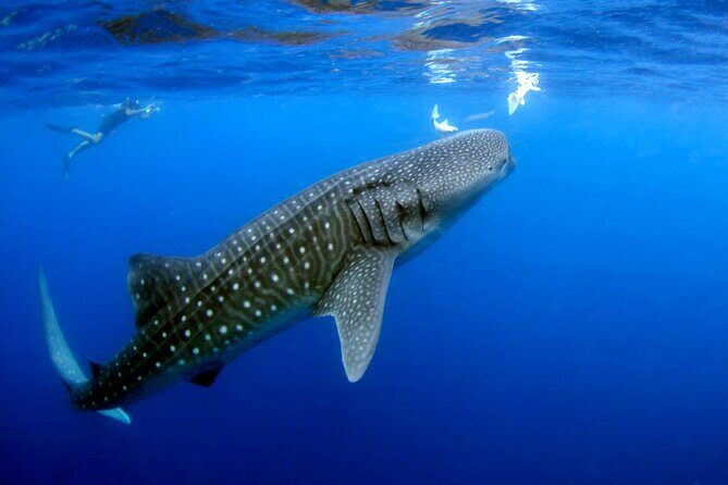 Whale Shark Experience Lifetime Memory in Cancun (snack included) - Authentic Experiences and Real Feedback