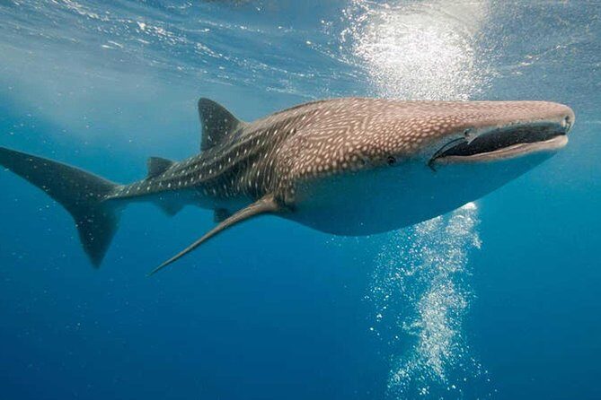 Whale Shark Experience Lifetime Memory in Cancun (snack included) - The Sum Up