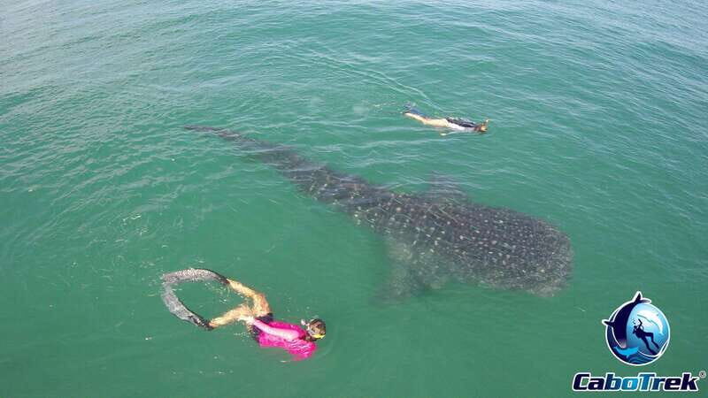 Whale Shark Experience - Key Points
