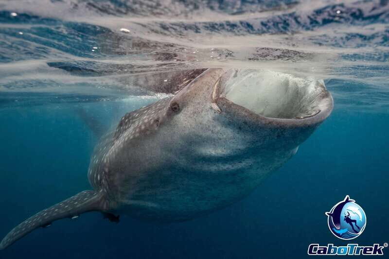 Whale Shark Experience - An In-depth Look at the Whale Shark Experience