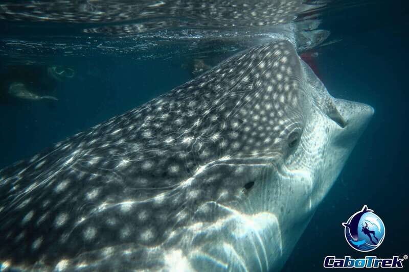 Whale Shark Experience - Practical Tips for Your Trip