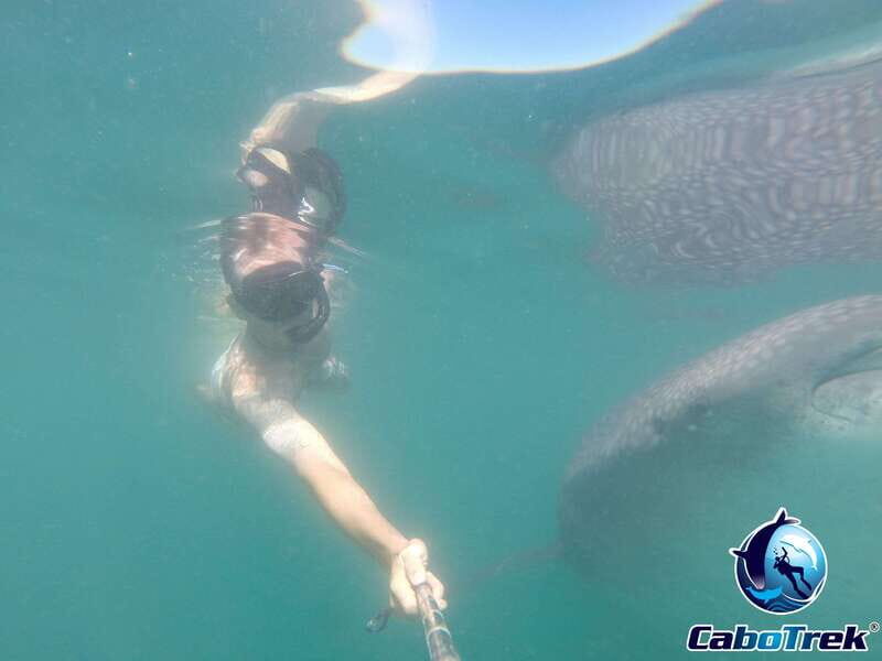 Whale Shark Experience - FAQs
