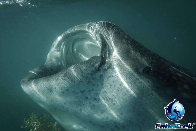 Whale Shark Experience - Final Thoughts