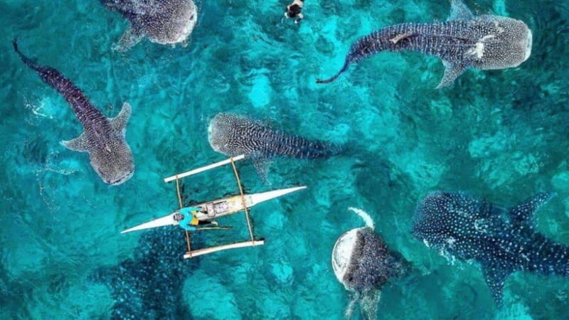 Whale Shark Interaction at Donsol Sorsogon by ZCHEDULISTA - Final Thoughts: Who Is This Tour Best For?