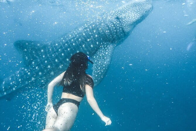 Whale Shark Maldives - Private Boat Charter for Snorkeling - Key Points