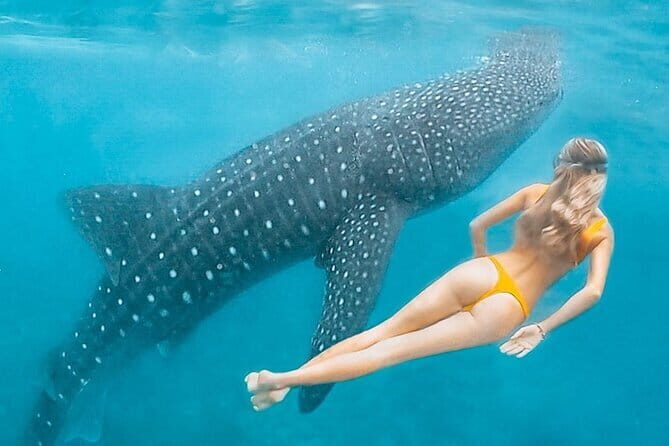 Whale Shark Maldives - Private Boat Charter for Snorkeling - What You Can Expect on the Tour