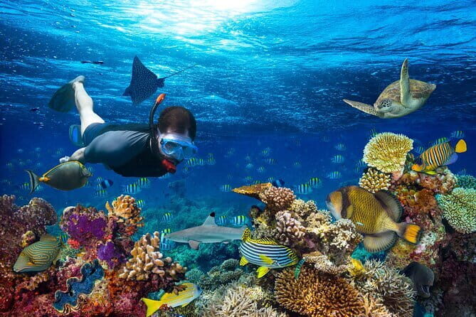 Whale Shark Maldives - Private Boat Charter for Snorkeling - Who Should Consider This Tour?