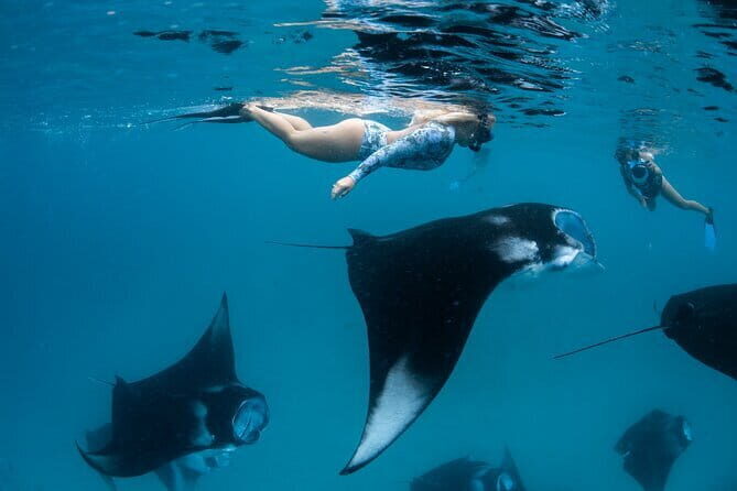 Whale Shark Maldives - Private Boat Charter for Snorkeling - Final Thoughts