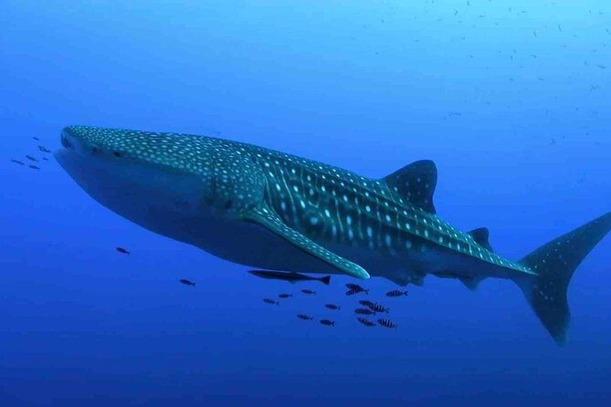Whale Shark Snorkel Experience in Cancun (Snack Lunch included) - FAQ