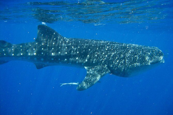 Whale Shark Snorkel Tour in Cancun (Snack Lunch included) - An In-Depth Look at the Tour Experience