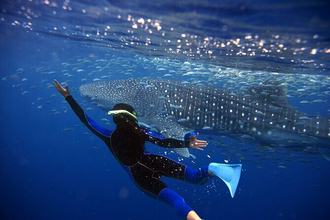 Whale Shark Snorkel Tour in Cancun (Snack Lunch included) - Practical Details