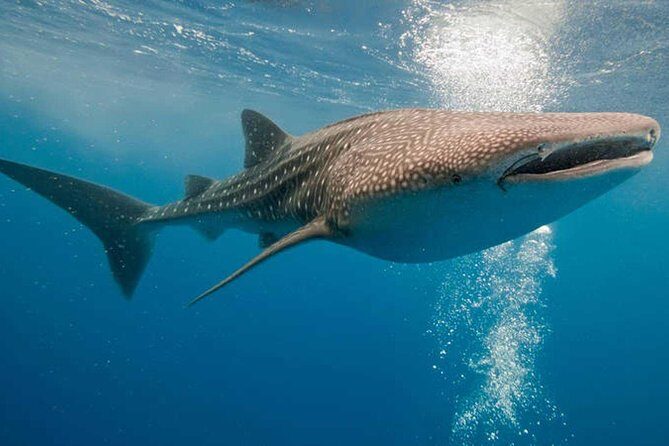 Whale Shark Snorkel Tour in Cancun (Snack Lunch included) - Authentic Experiences and Feedback