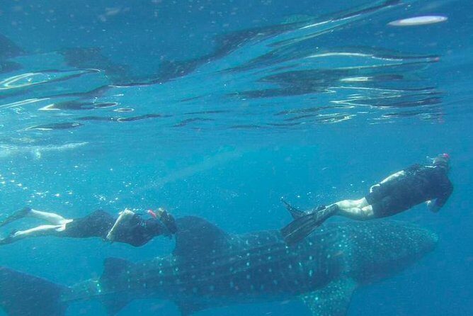 Whale Shark Snorkel Tour in Cancun (Snack Lunch included) - Who Will Love This Tour?