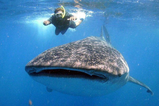 Whale Shark Snorkel Tour in Cancun (Snack Lunch included) - FAQ