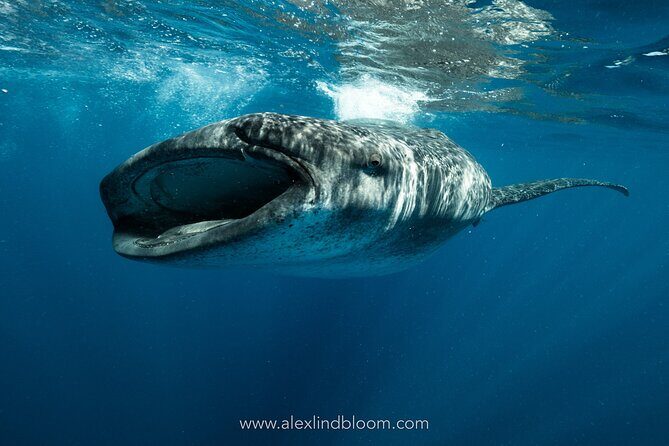 Whale Shark Snorkeling Adventure with Lunch - The Itinerary: What to Expect