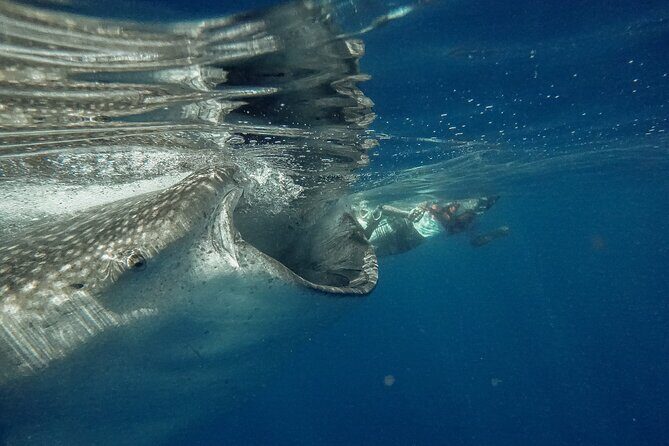 Whale Shark Snorkeling Adventure with Lunch - The Beach Stop at Isla Mujeres
