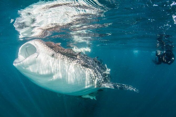 Whale-Shark Snorkeling Excursion to La Paz - An In-Depth Look at the Whale-Shark Snorkeling Experience