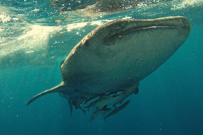 Whale Shark Snorkeling in La Paz - Final Thoughts