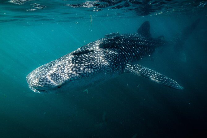 Whale Shark snorkeling tour in a reduced group with local marine biologist - Final Thoughts: Is This Tour Right for You?