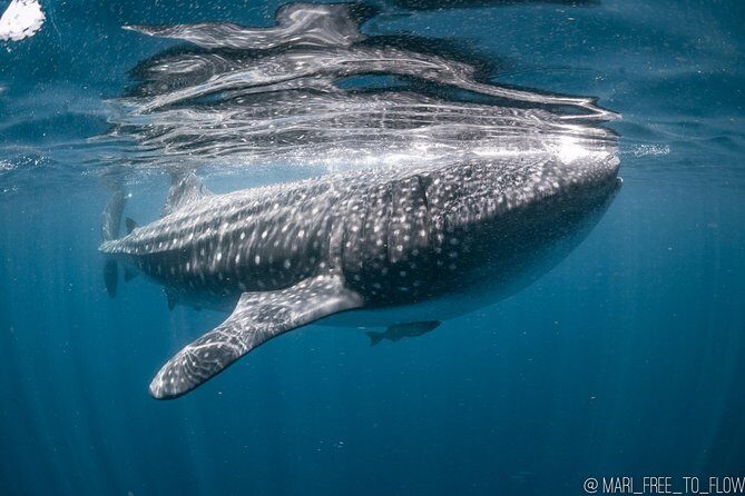 Whale Shark Swimming Adventure from Cancun & Riviera Maya - Seasonal June/Sept - Key Points