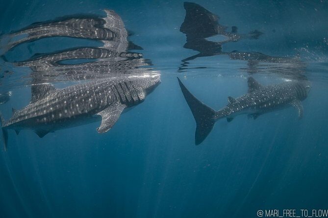 Whale Shark Swimming Adventure from Cancun & Riviera Maya - Seasonal June/Sept - An In-Depth Look at the Tour Experience