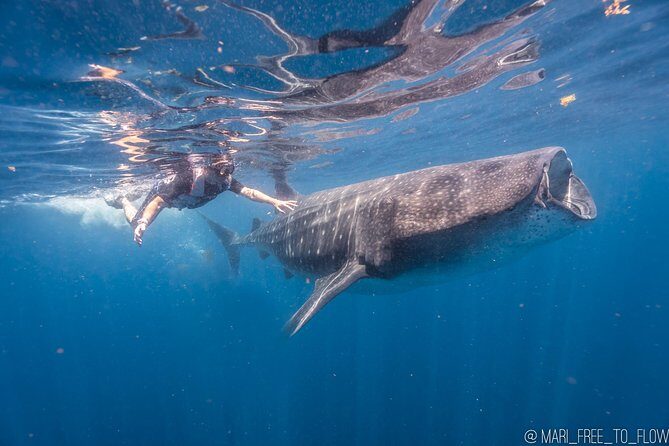 Whale Shark Swimming Adventure from Cancun & Riviera Maya - Seasonal June/Sept - Authentic Experiences and Authentic Guides