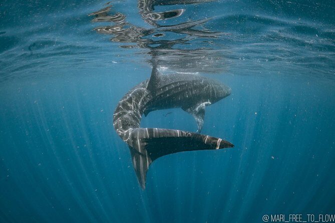 Whale Shark Swimming Adventure from Cancun & Riviera Maya - Seasonal June/Sept - Who Will Love This Tour?