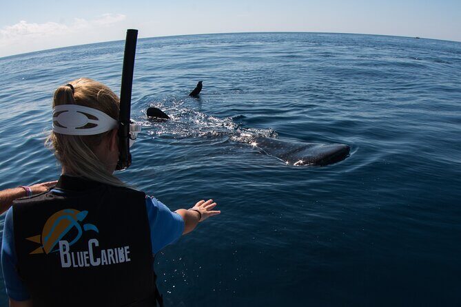 Whale Shark Swimming Adventure from Cancun & Riviera Maya - Seasonal June/Sept - Final Thoughts