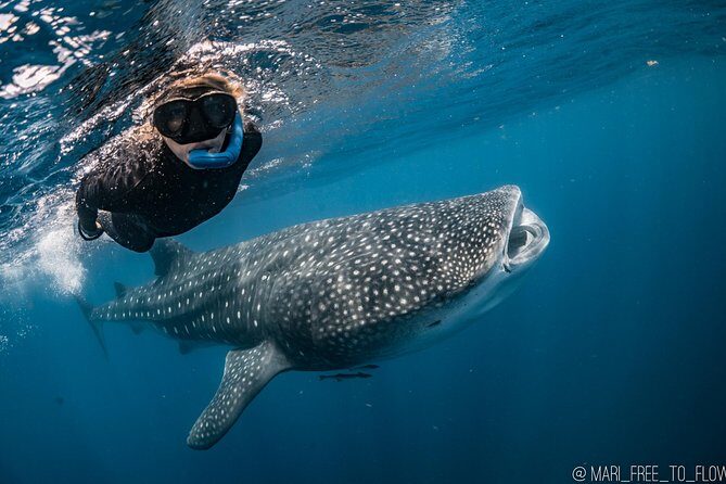 Whale Shark Swimming Adventure from Cancun & Riviera Maya - Seasonal June/Sept - FAQ