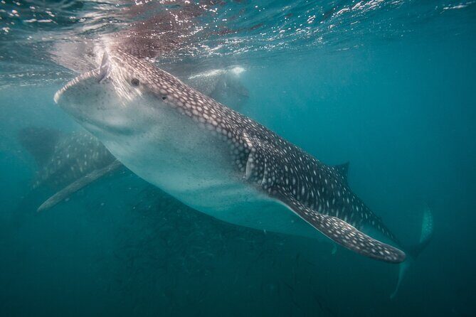 Whale Shark Swimming Adventure: Small Group with Marine Biologist - A Closer Look at the Experience