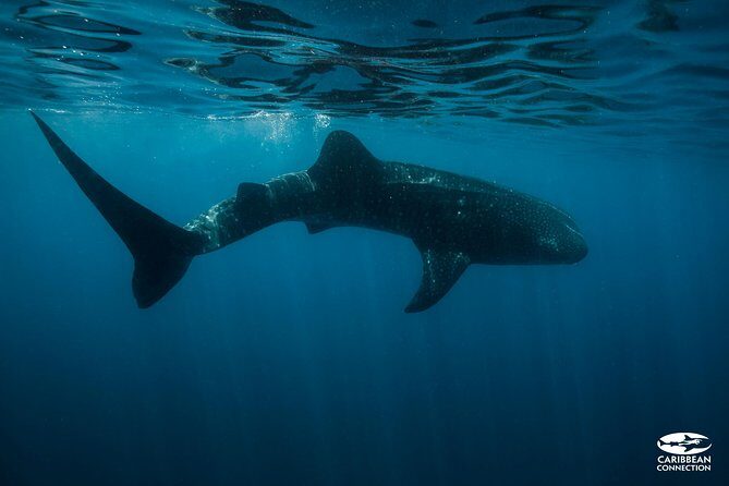 Whale Shark Swimming and Isla Mujeres Beach Tour - The Itinerary: What to Expect and Why It Matters