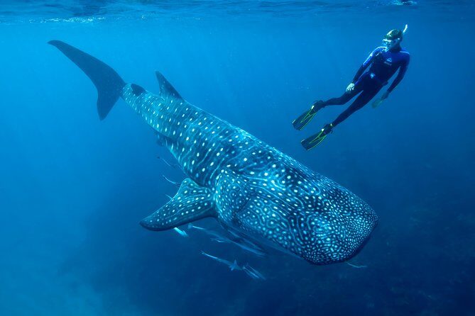 Whale Shark Swimming and Isla Mujeres Beach Tour - Who Is This Tour Best For?