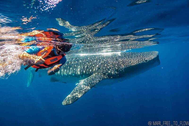 Whale Shark swimming ocean safari all included tour - Key Points