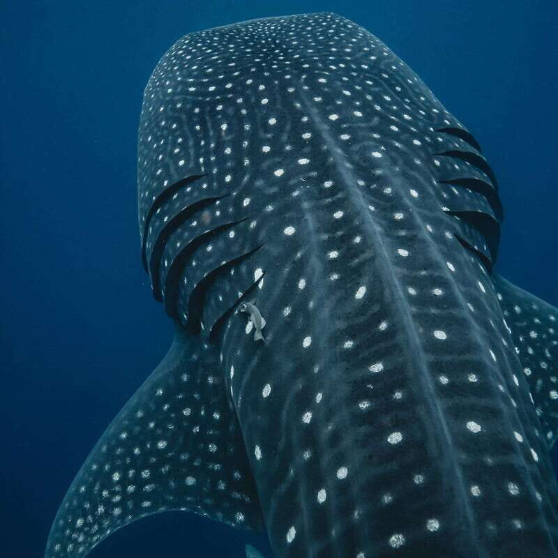 Whale Shark swimming ocean safari all included tour - An In-Depth Look at the Whale Shark Ocean Safari